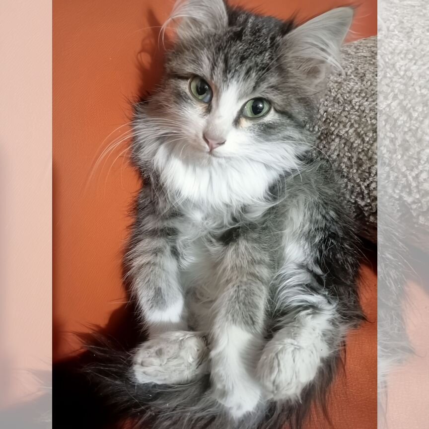 Котёнок в добрые руки