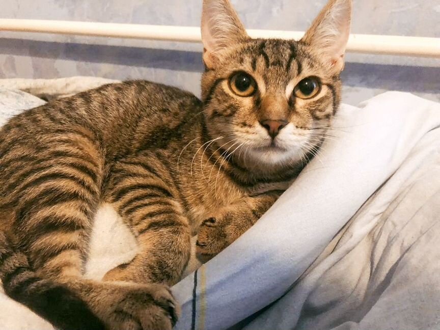 Котенок метис бенгала