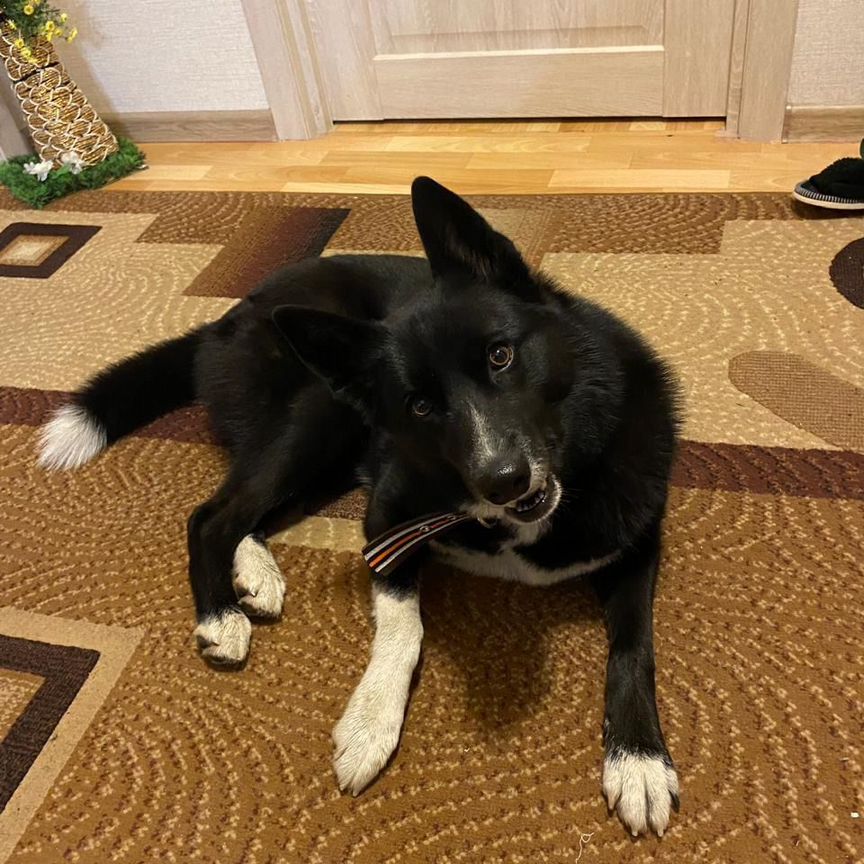 Отдадим собаку в хорошие руки