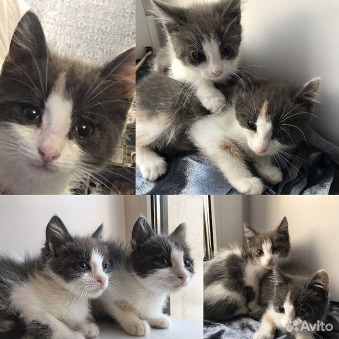Котята в добрые руки бесплатно, нежные и умные