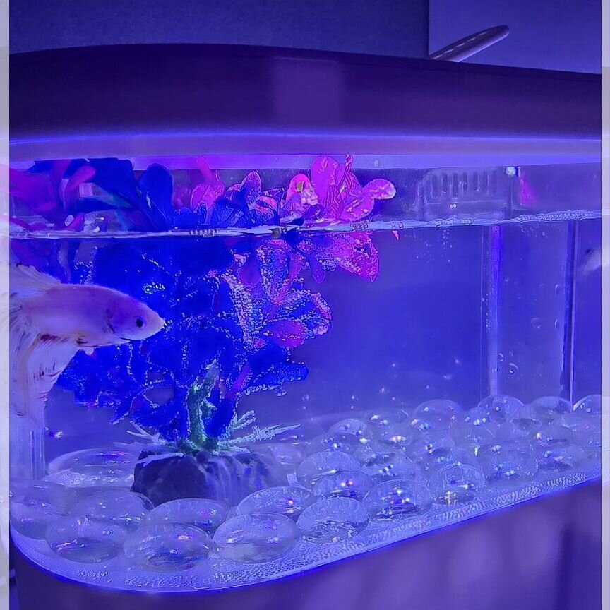 Аквариум для рыбок 2л