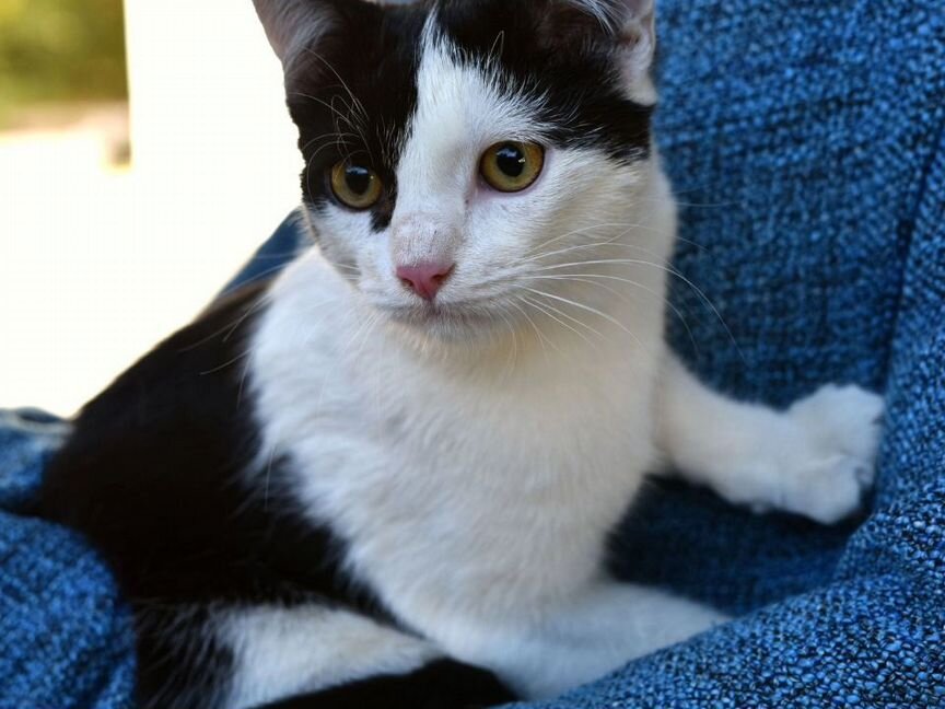 Потрясающий котенок-подросток мальчик