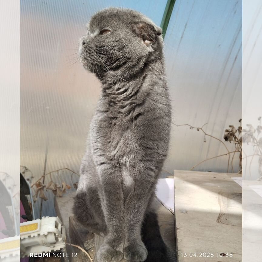 Британский короткошёрстный, взрослый кот