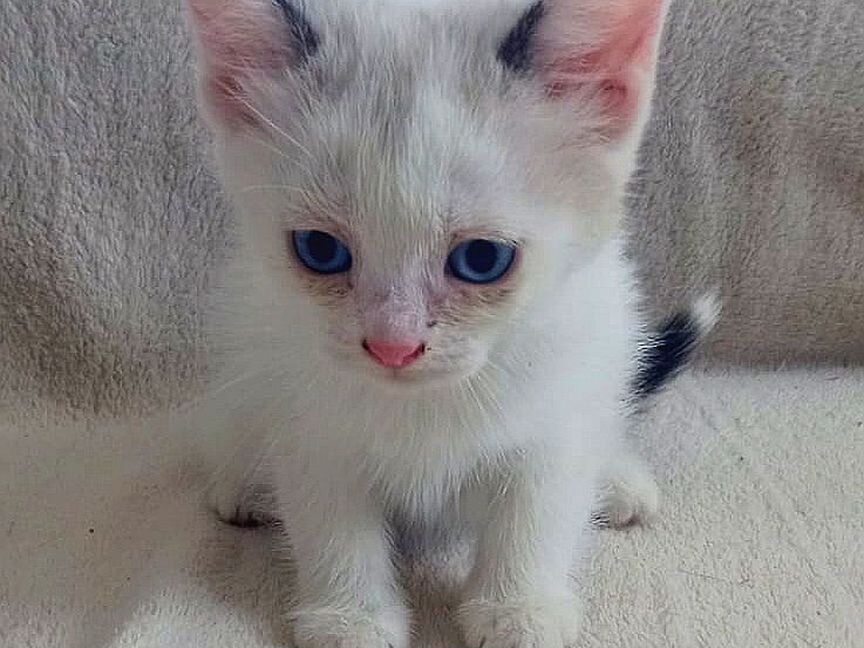 Тайские котята