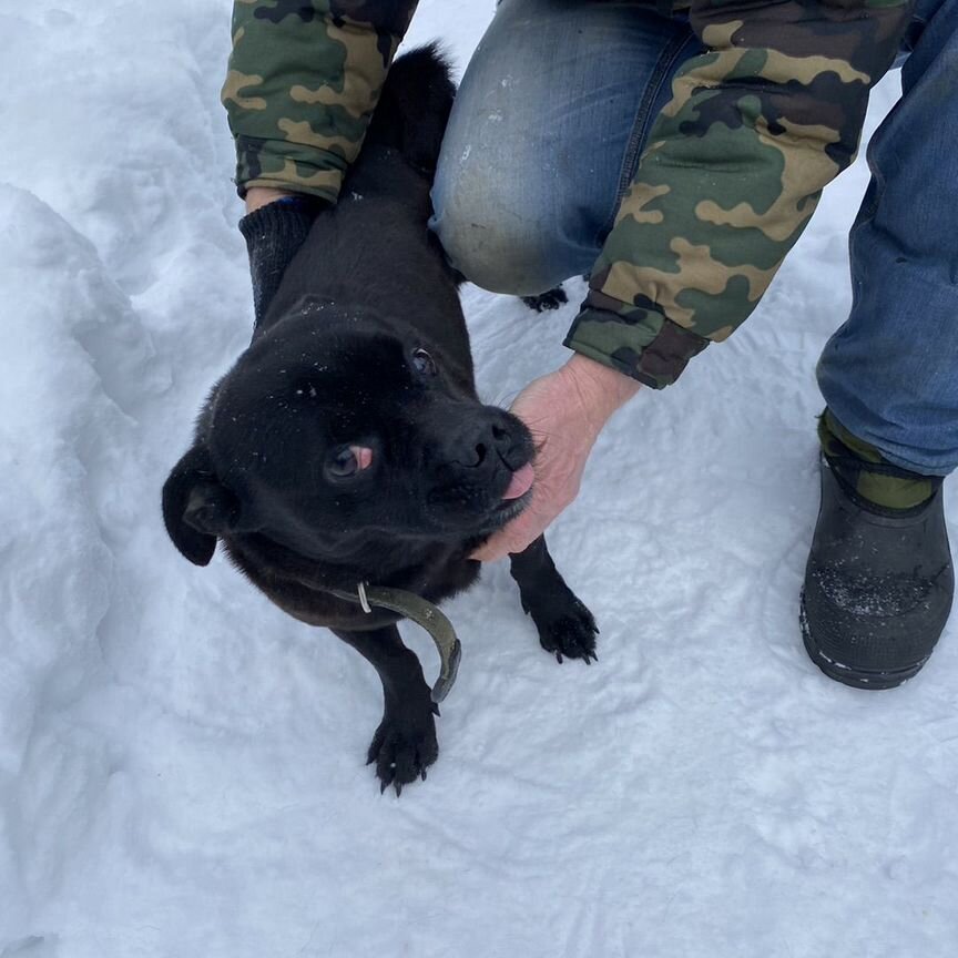 Взрослый пёс в добрые руки