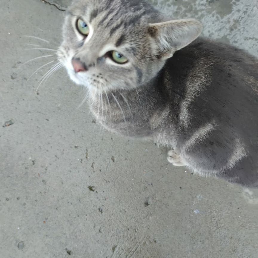 Котик в добрые руки