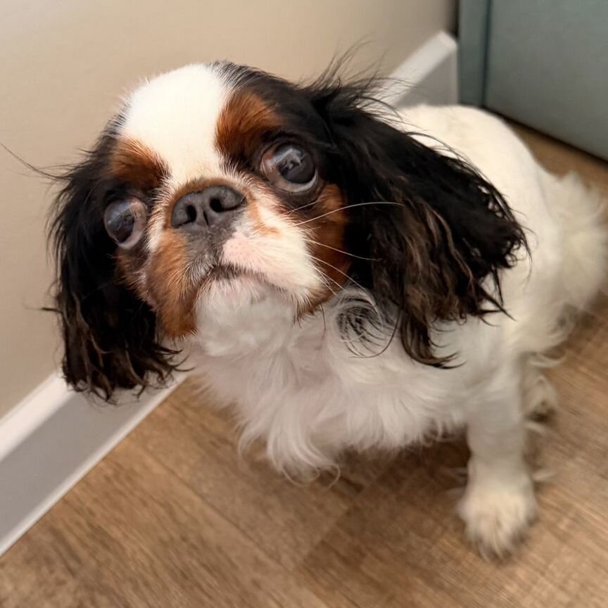 Кавалер кинг-чарльз-спаниель, взрослая собака