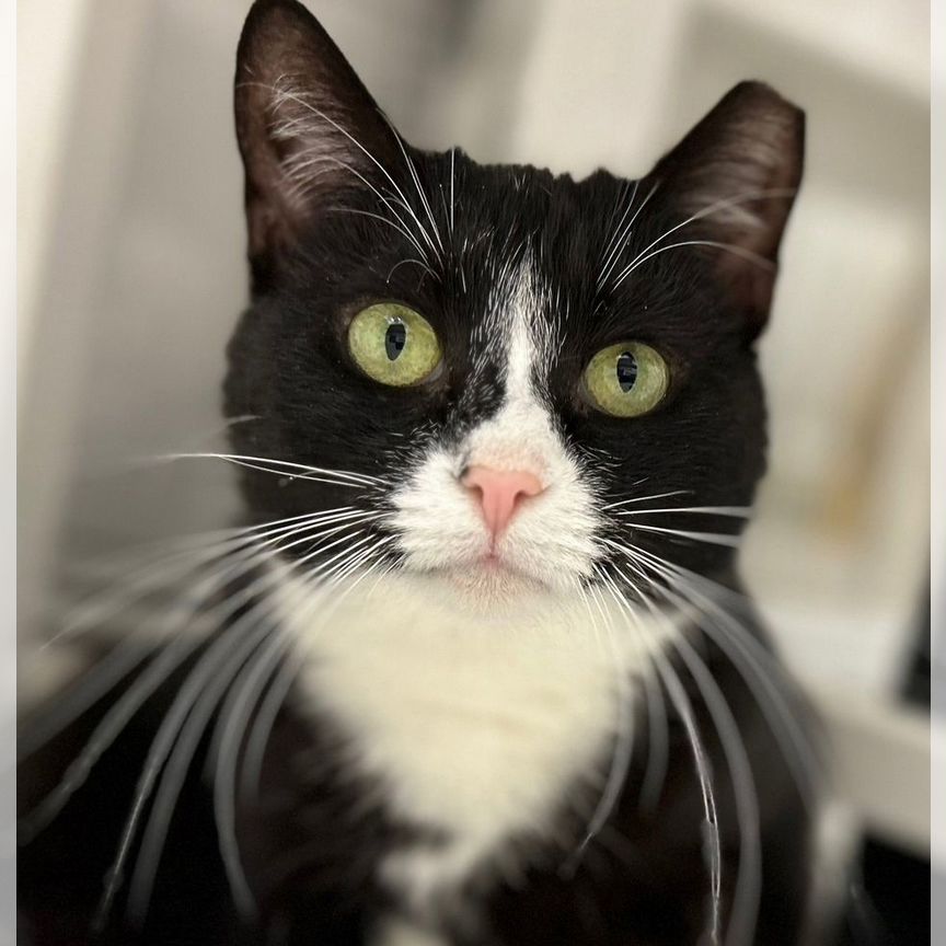 Европейская короткошёрстная, взрослая кошка