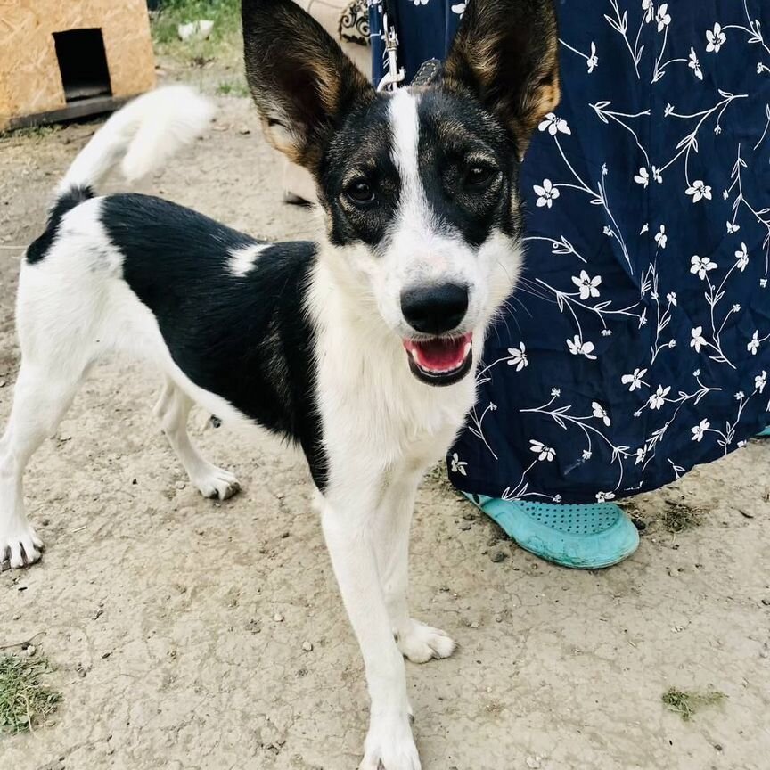 Помесь лайки в добрые руки