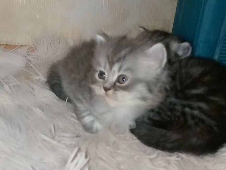 Котята