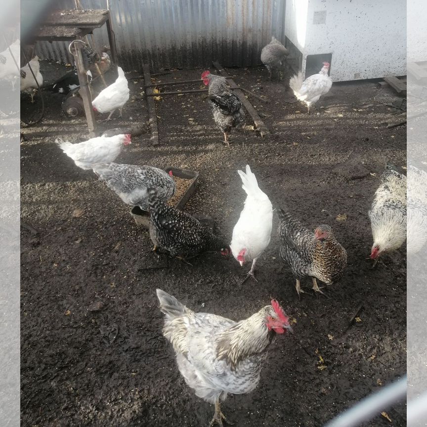 Молодые петухи