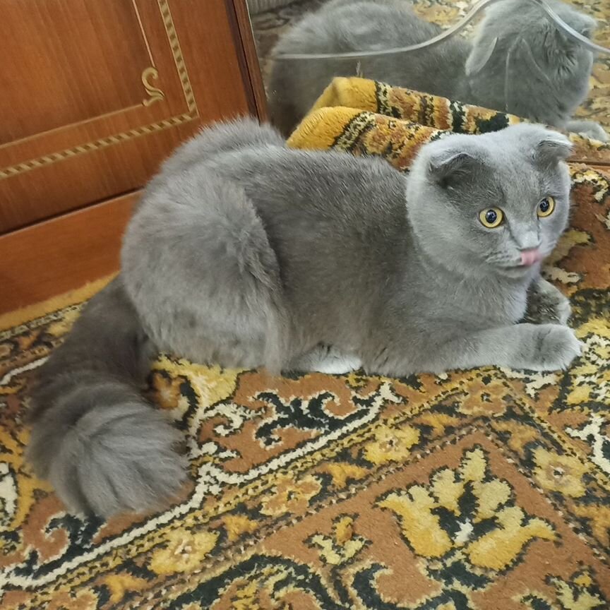 Шотландская вислоухая кошка, отдам в добрые руки