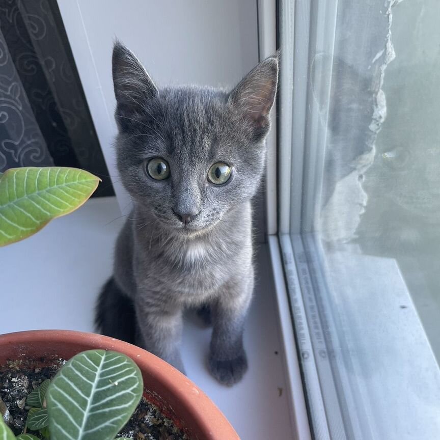 Котенок Бринанец