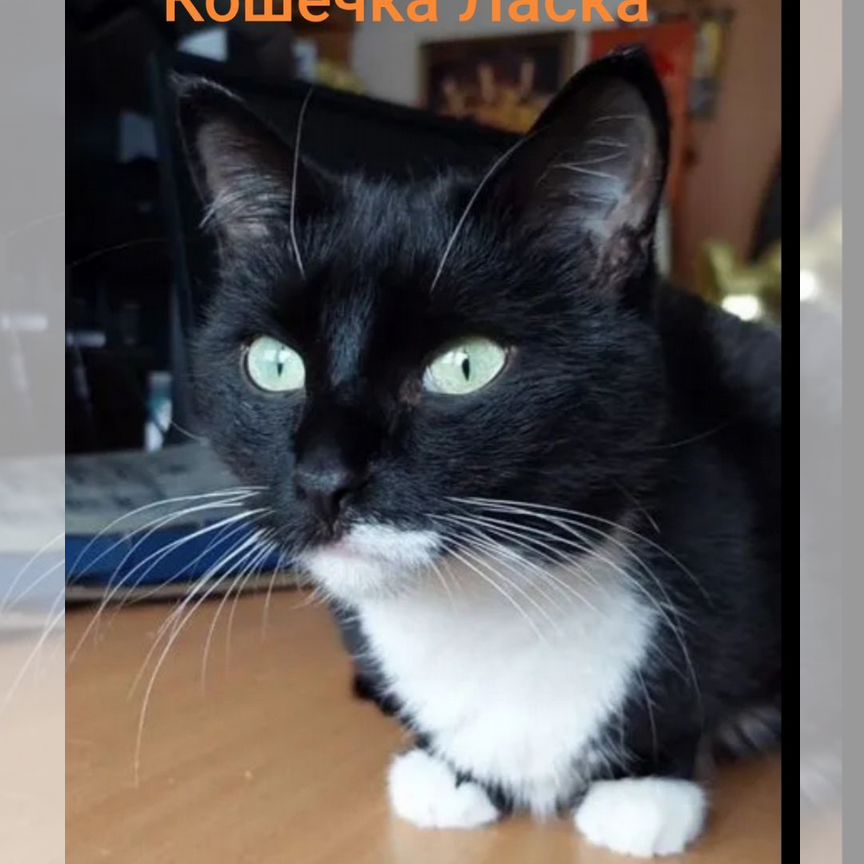 Кошечка Ласка