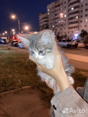 Кошка