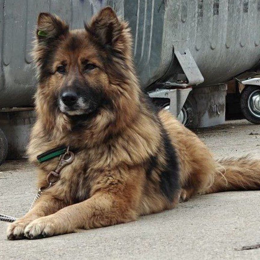 Немецкая овчарка, взрослая собака