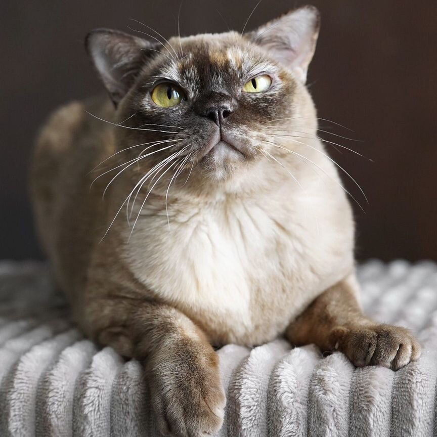 Европейская бурманская, взрослая кошка