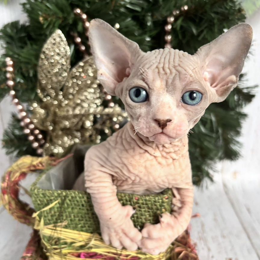 Канадский сфинкс котёнок