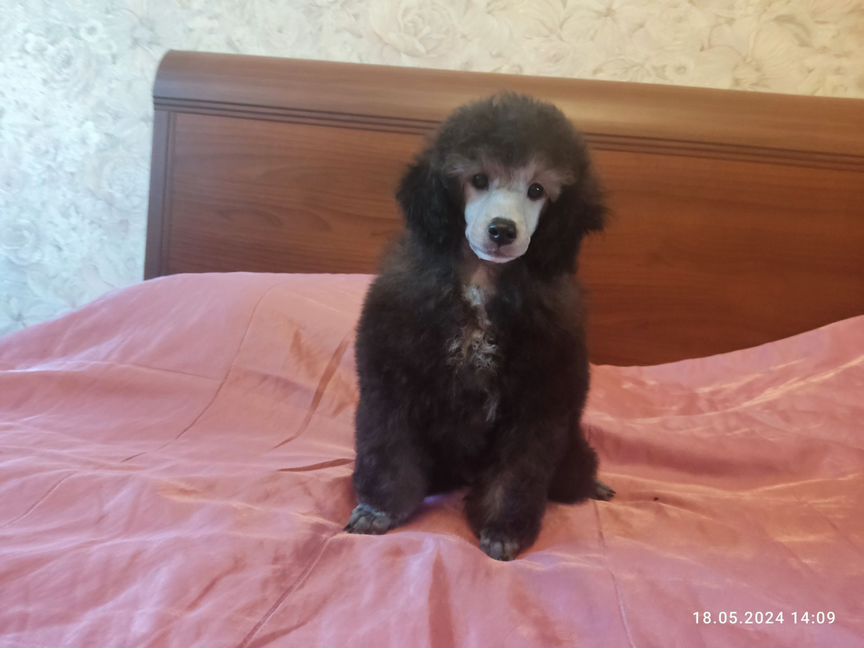 Для любви и обожания