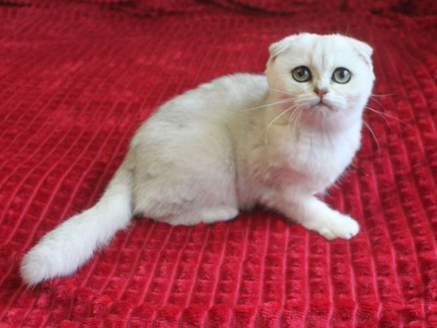 Котик и кошечка шиншилла