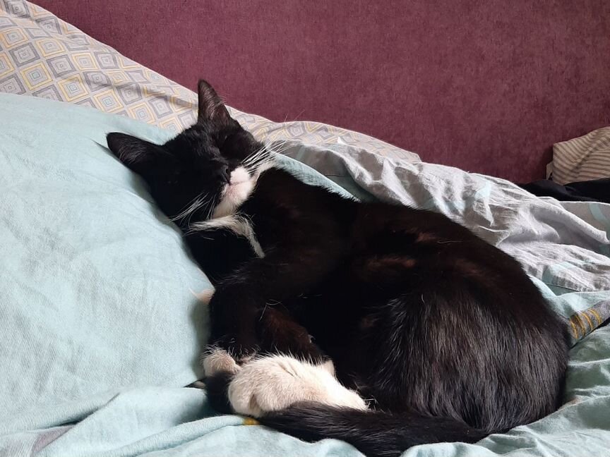 Кошка. Сутки на поиск дома, потом улица