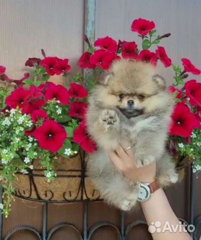 Настоящие помы