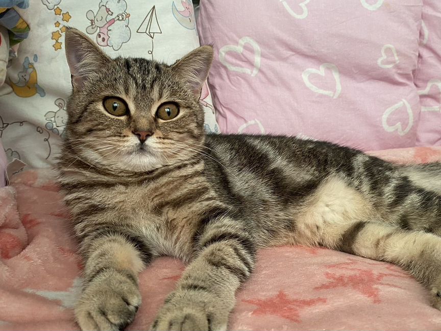 Шотландская кошка