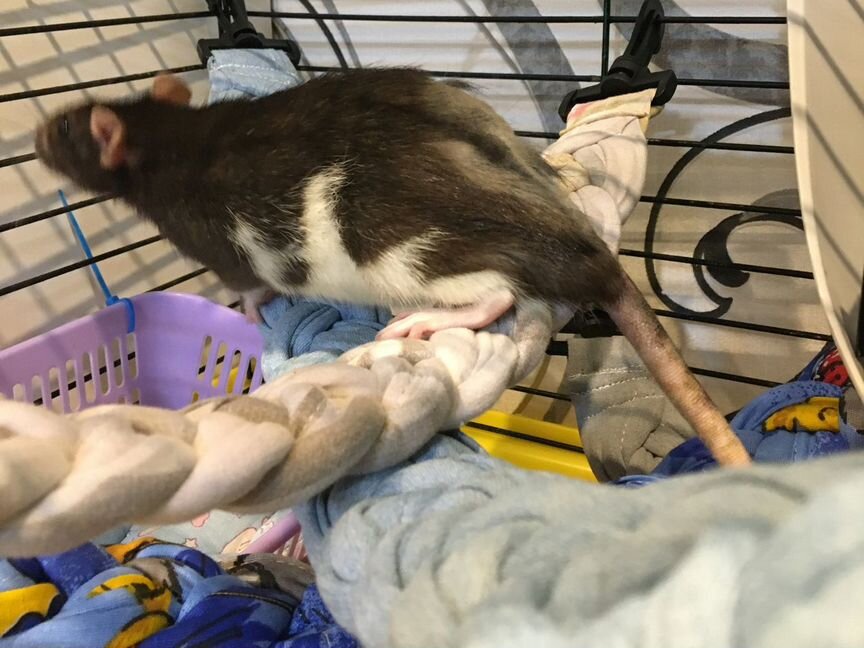 Игрушки / Канатики в клетку для грызунов крыс