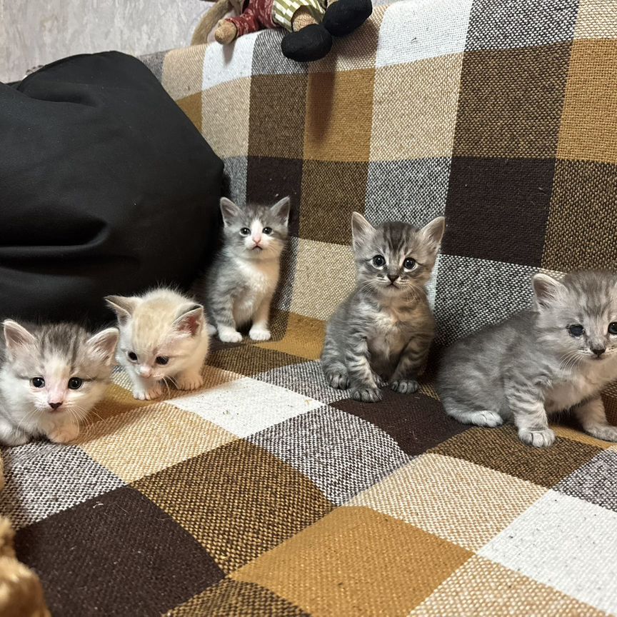 Котята