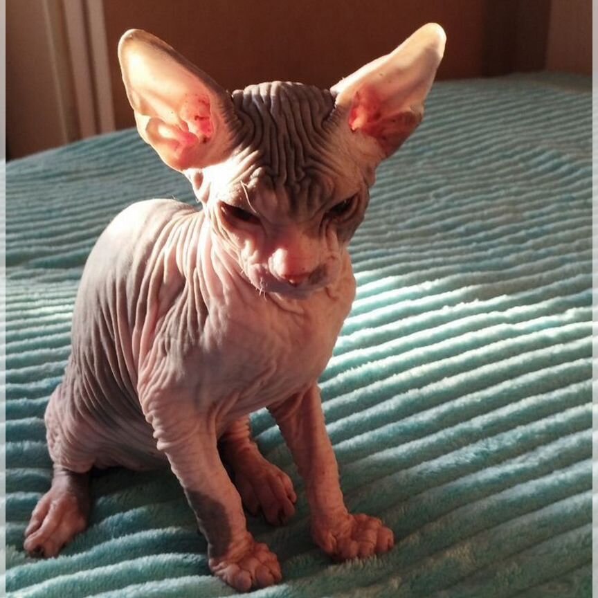 Донской сфинкс котёнок