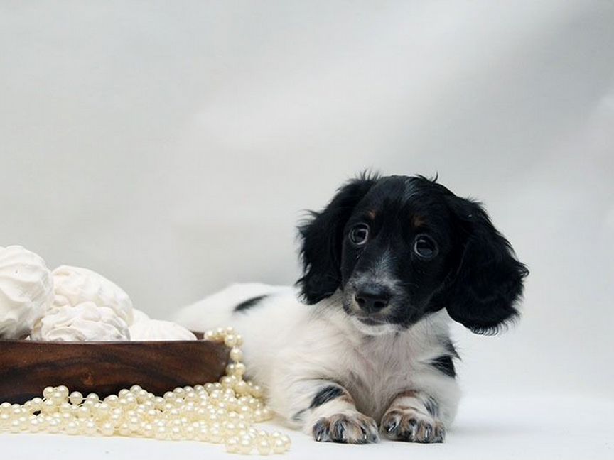 Длинношерстная такса кроличья миниатюра