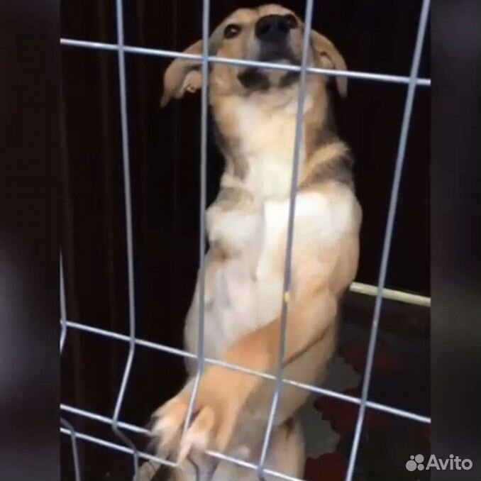 Ласковый Макс со своей трагедией