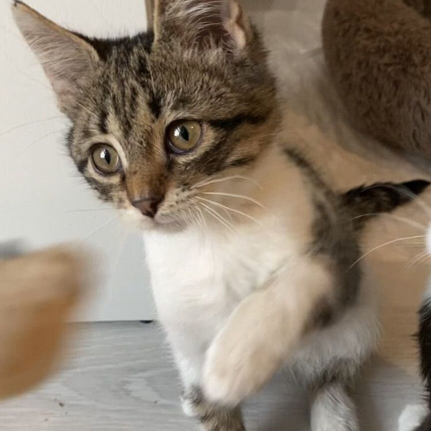 Котенок девочка 2месяца