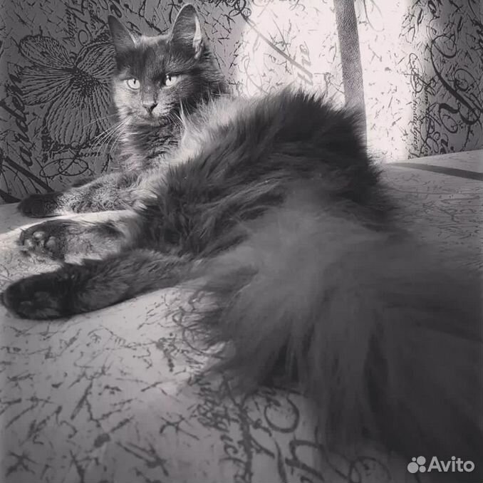 Кошка нибелунг ищет дом