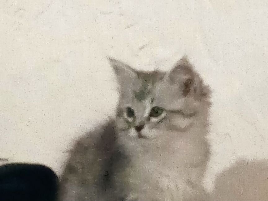 Кошки шотландцы