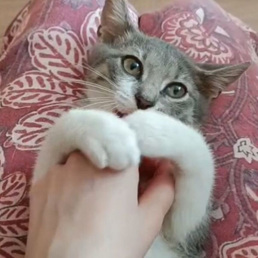 Ласковый котенок Миа (2,5 мес.) в хорошие руки