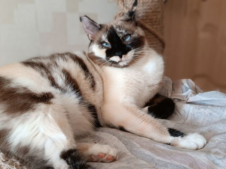 Кошка Белоснежка (Снежа) ищет дом