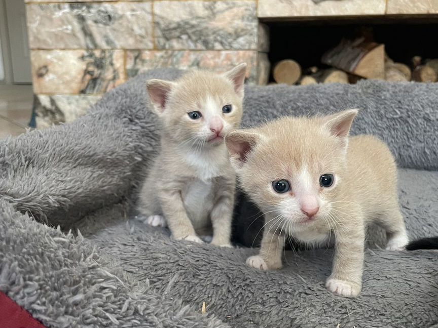 Котята в добрые руки даром