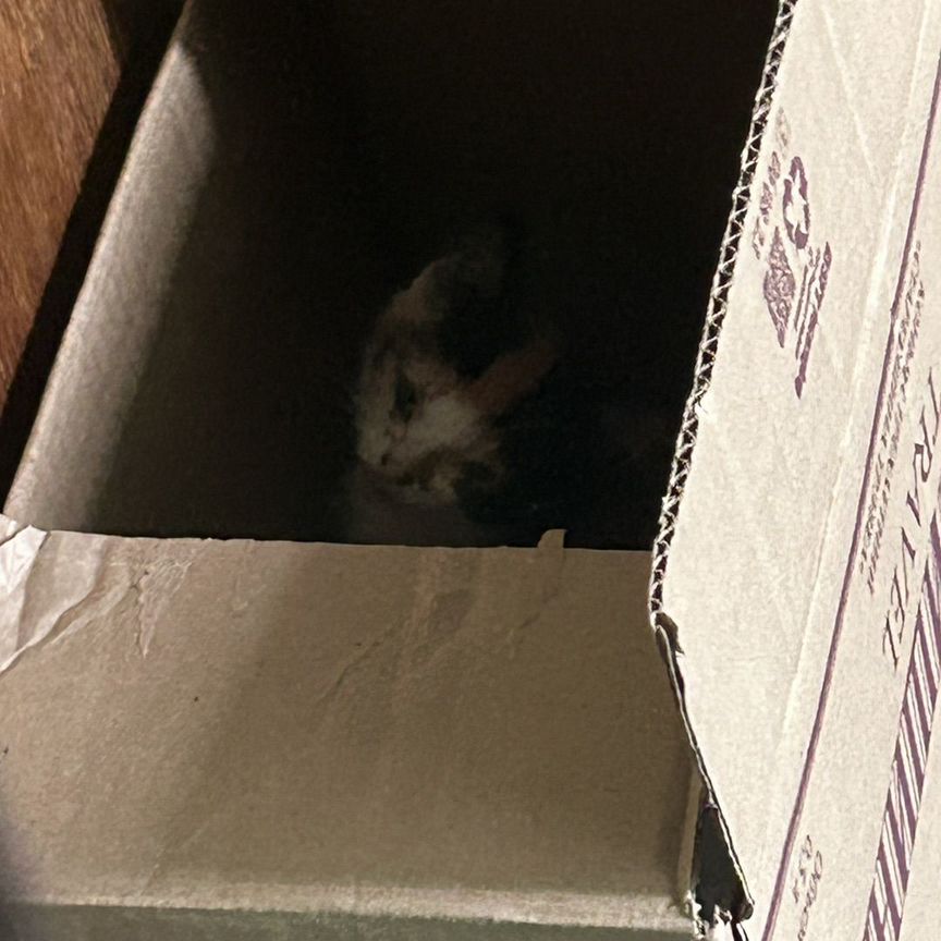 Грусный котенок