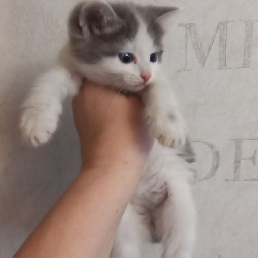 Милые Котомальчики