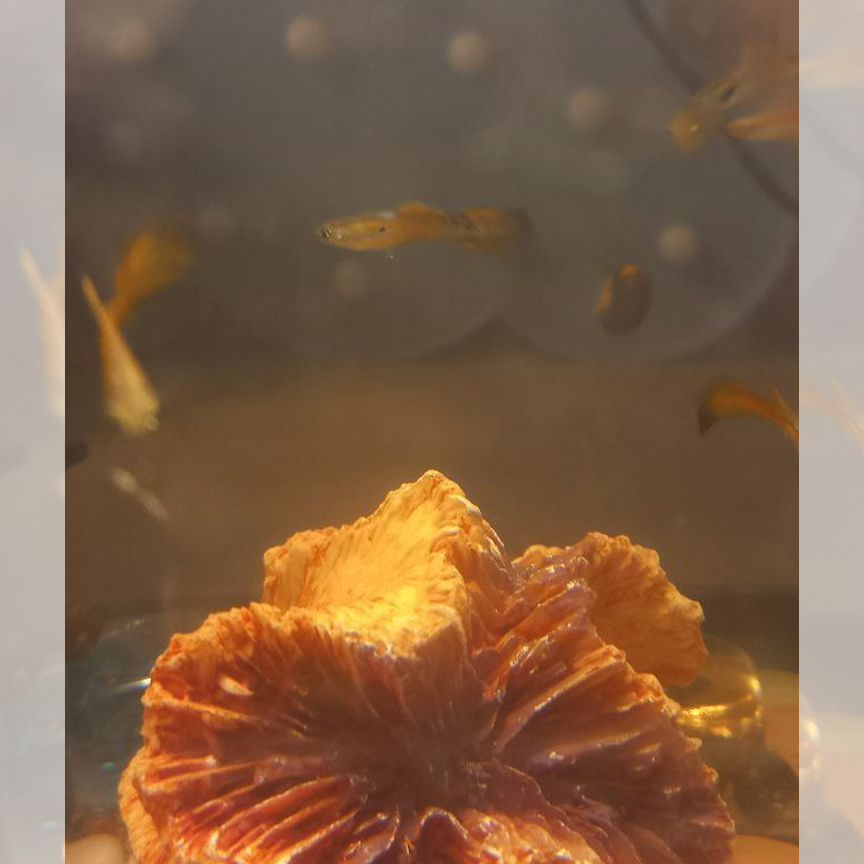 Аквариумные рыбки гуппи