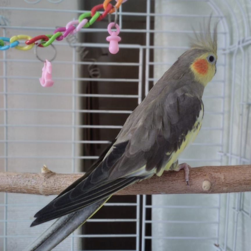 Попугай корелла с клеткой