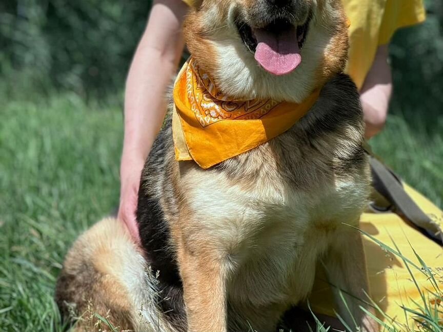 Собака Дюна из приюта