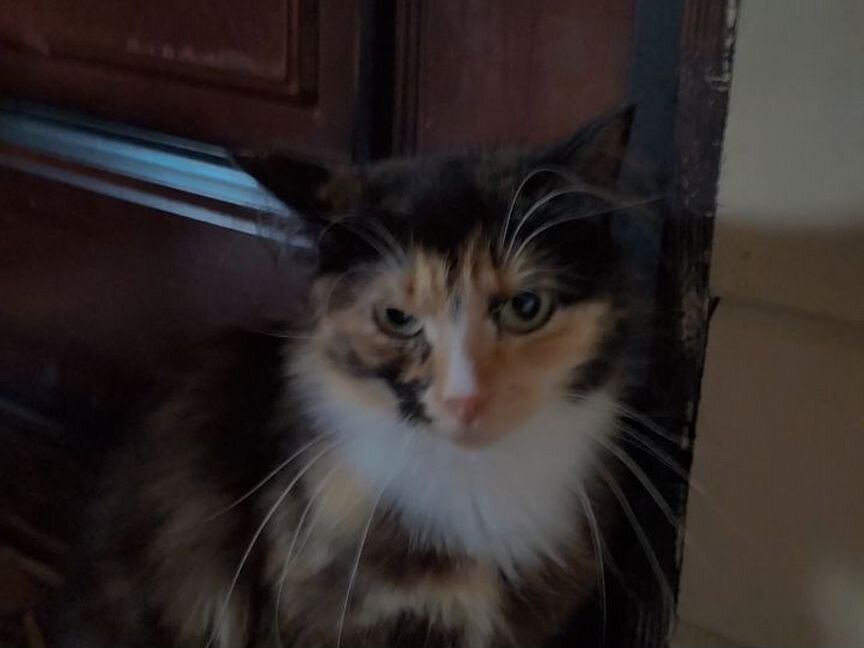 Кошки в добрые руки