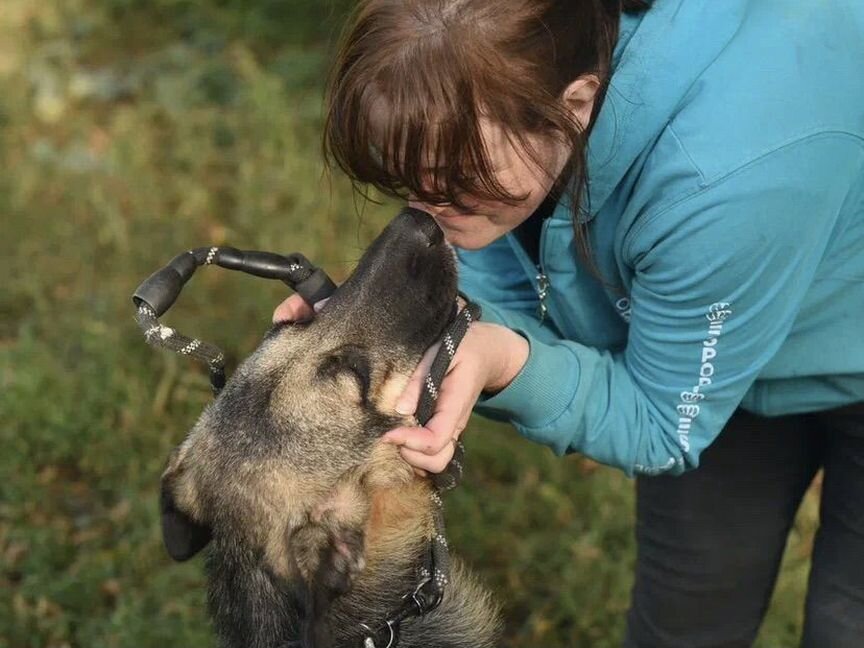 Собака в добрые руки метис овчарки Гранд