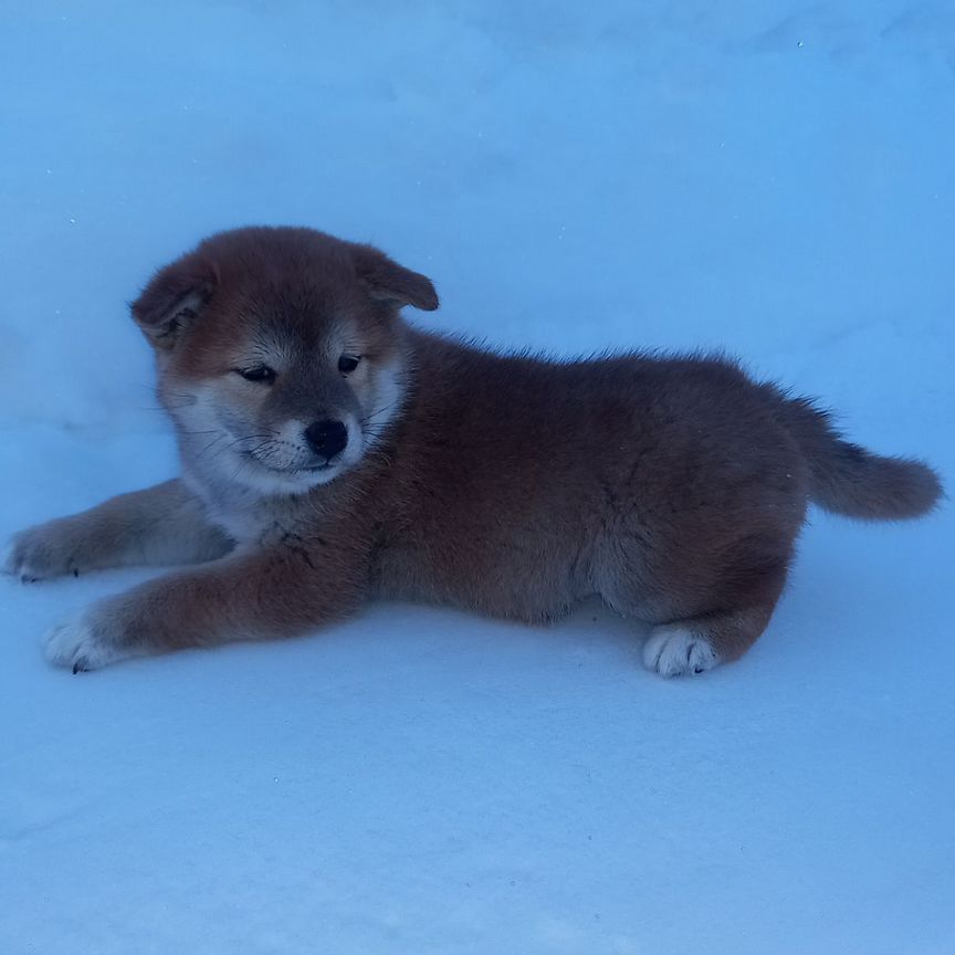 Сиба-ину, щенок