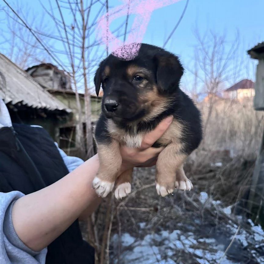 Пристраиваются