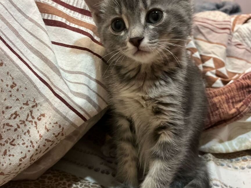 Кошка