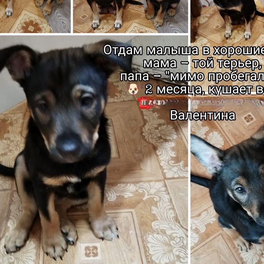 Щенок в добрые руки