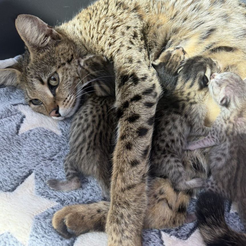 Саванна котёнок